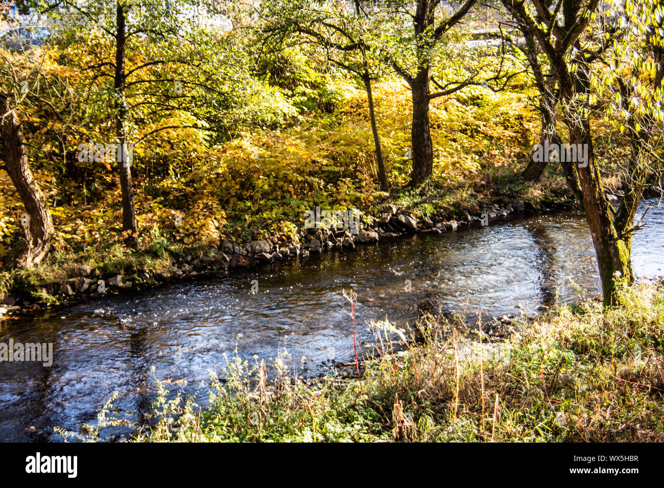 River runs through forest landscape Stock Photo - Alamy