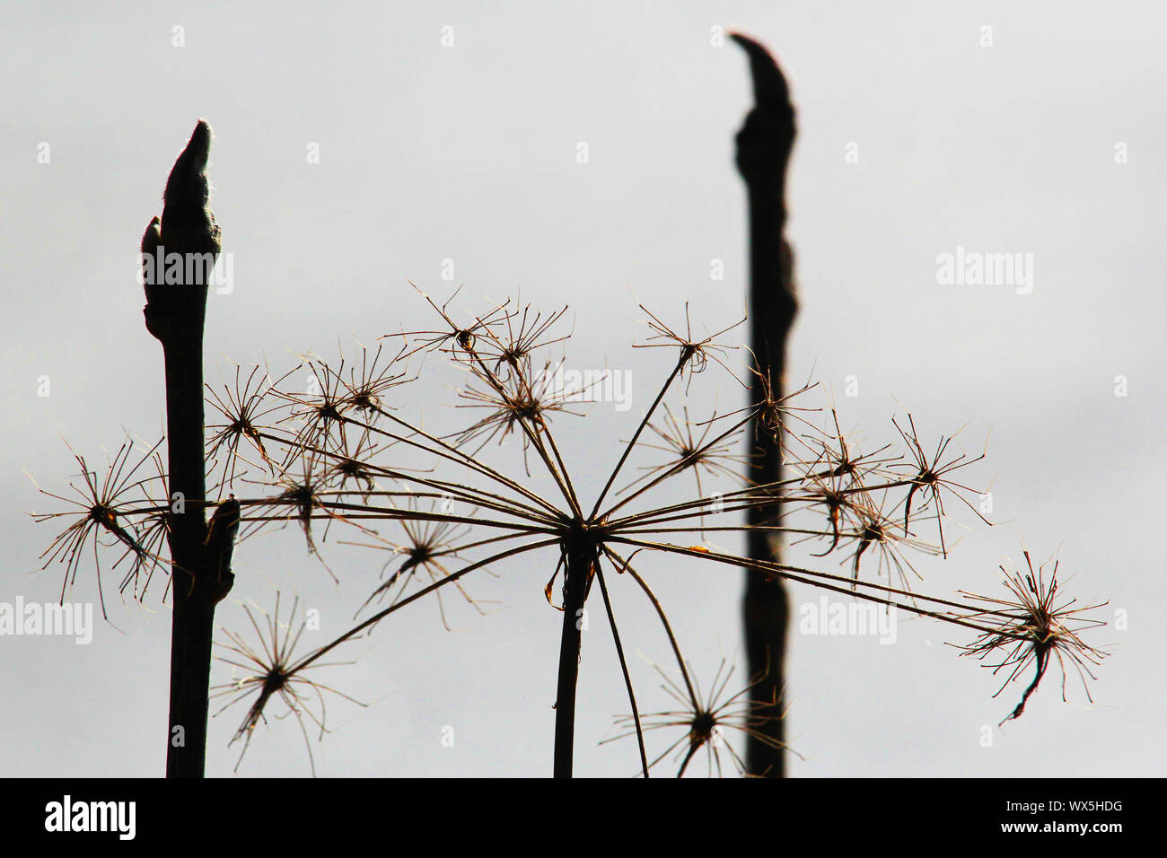 Flower umbel hi-res stock photography and images - Alamy