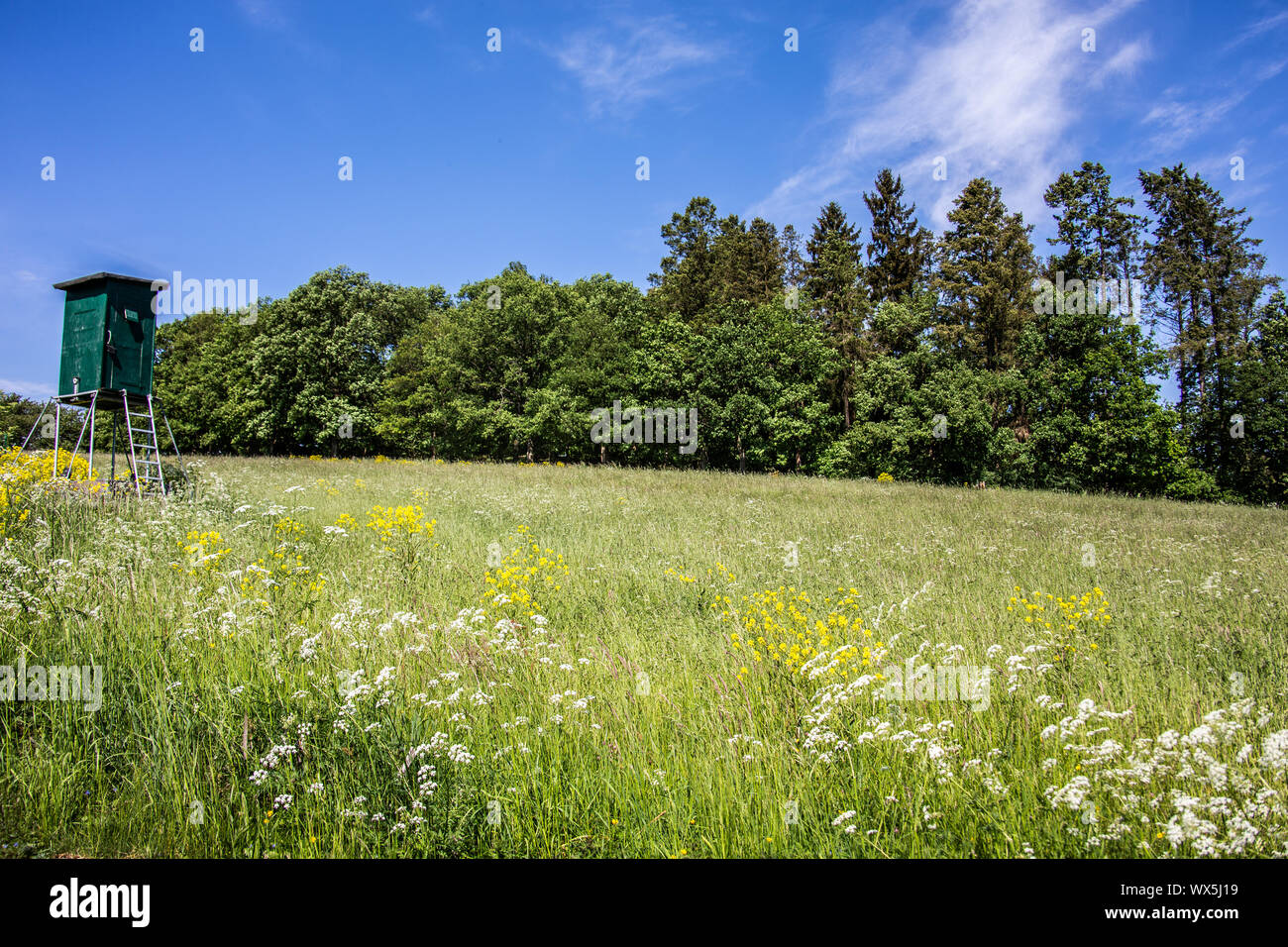 Meadow flowers and branches with foliage and leaves hi-res stock ...