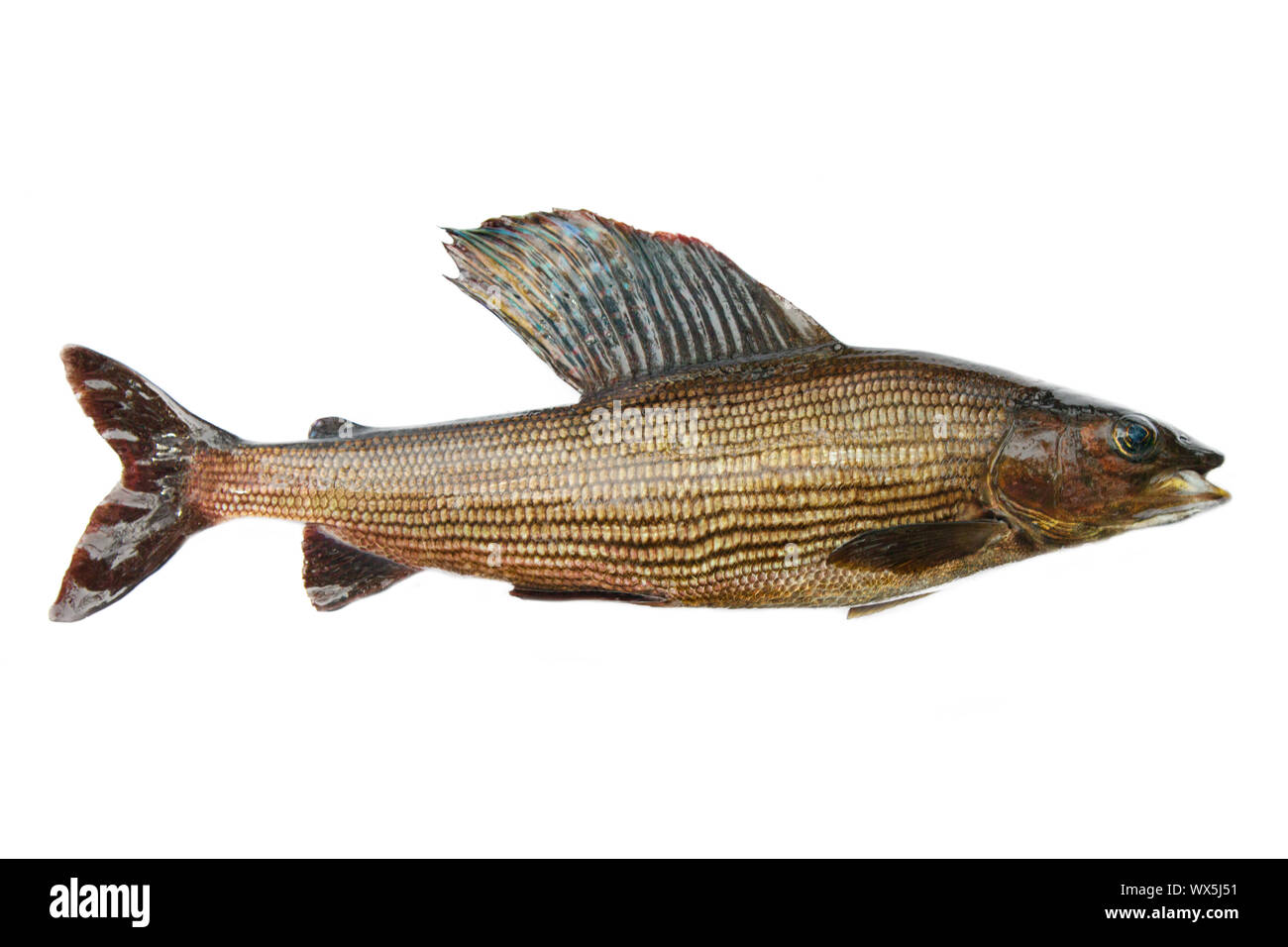 Grayling fish Cut Out Stock Images & Pictures - Alamy