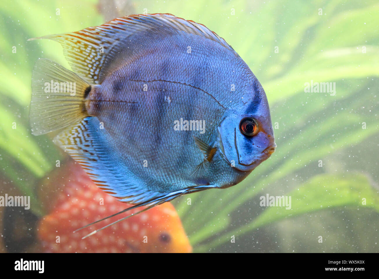 portrait of a discus fish Stock Photo - Alamy