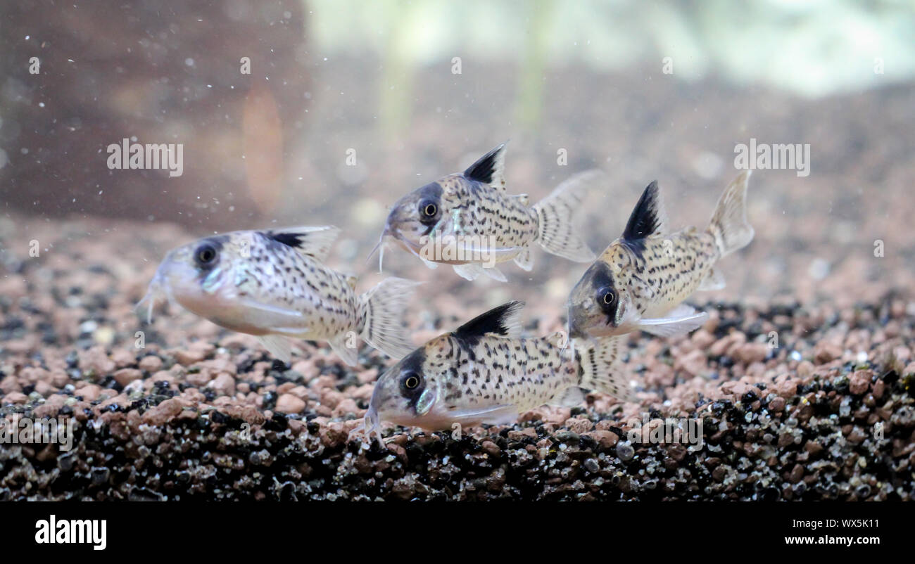 Armored catfish hi-res stock photography and images - Alamy