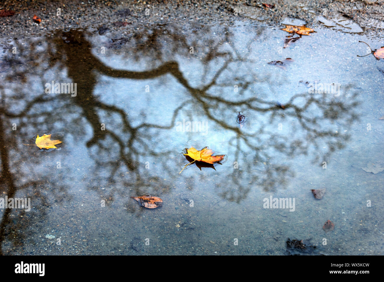 autumn trees and their reflection in water Stock Photo - Alamy