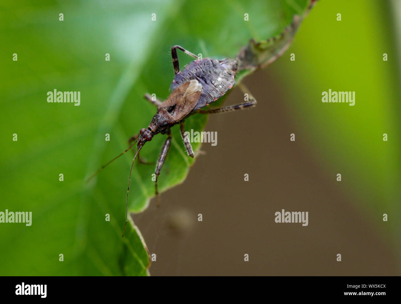 Bug on a plant Stock Photo - Alamy