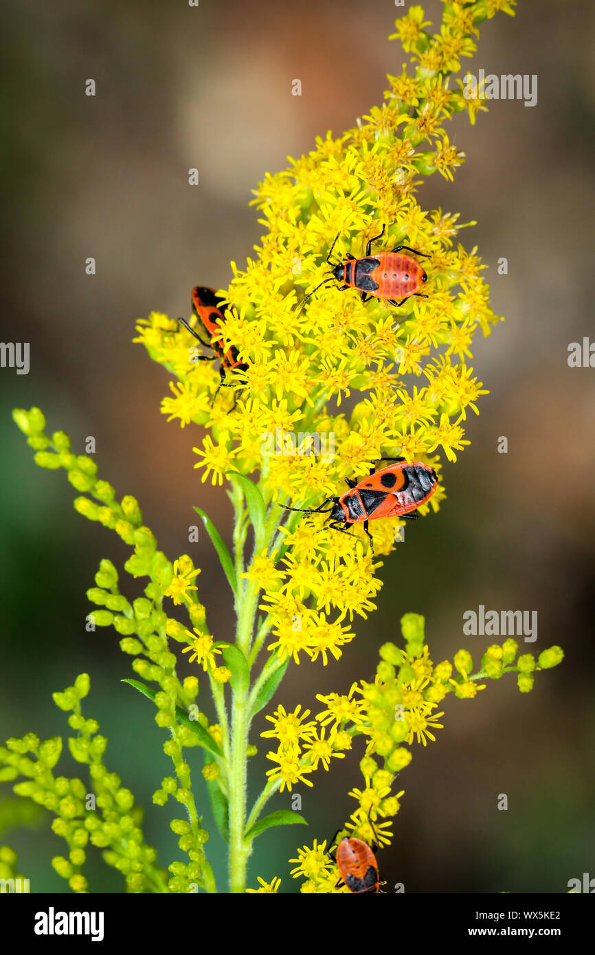 Bugs on a plant Stock Photo - Alamy