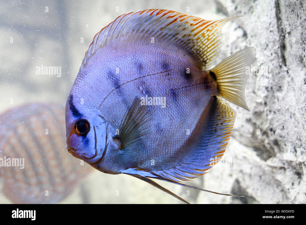 portrait of a discus fish Stock Photo - Alamy