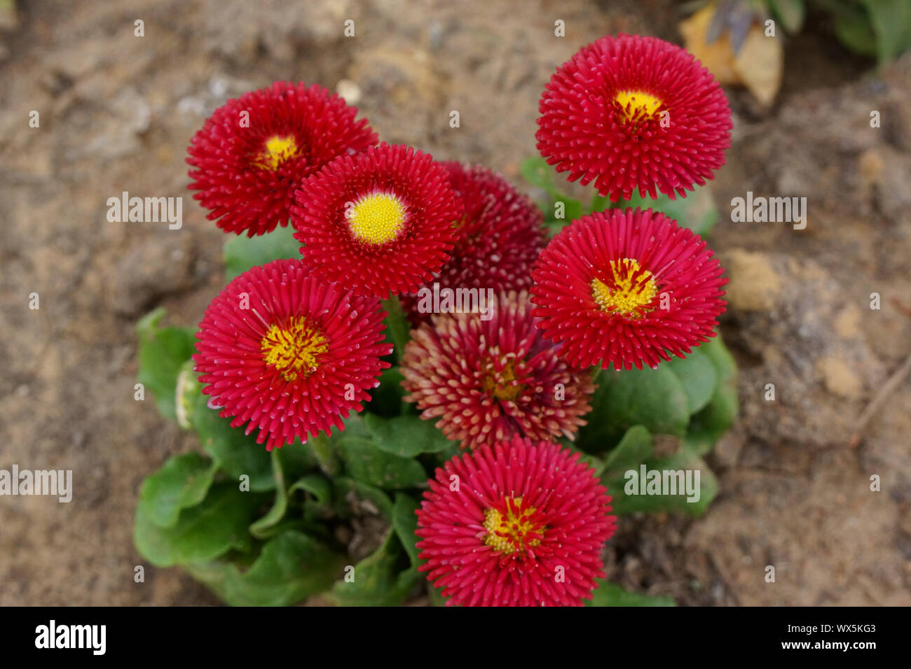 flowers growing out of dirt Stock Photo - Alamy
