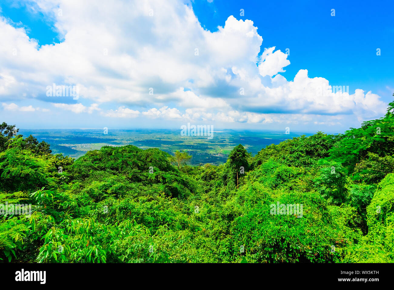 Jungle top view hi-res stock photography and images - Alamy