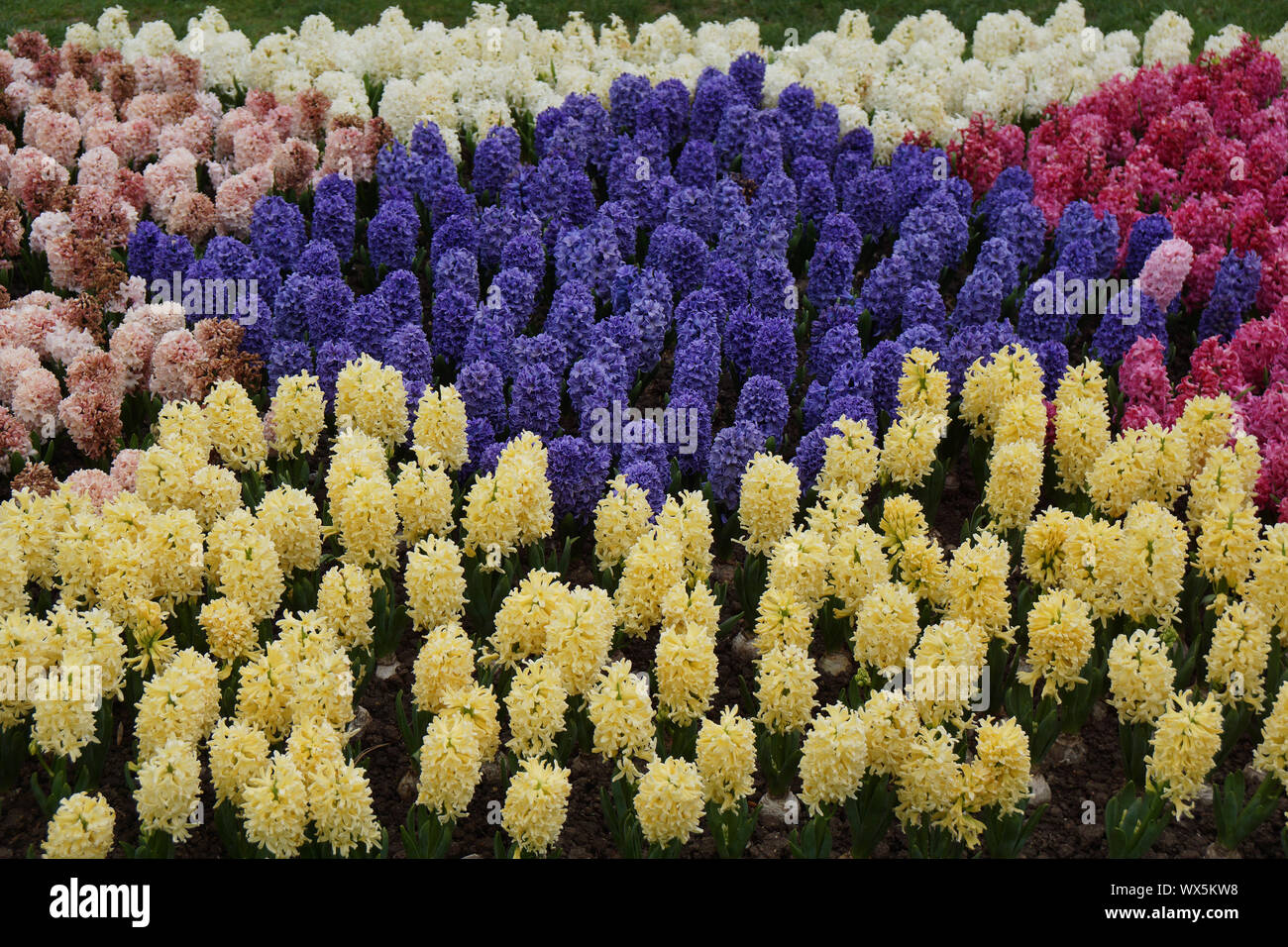 Beautifully arranged white flowers hi-res stock photography and images ...