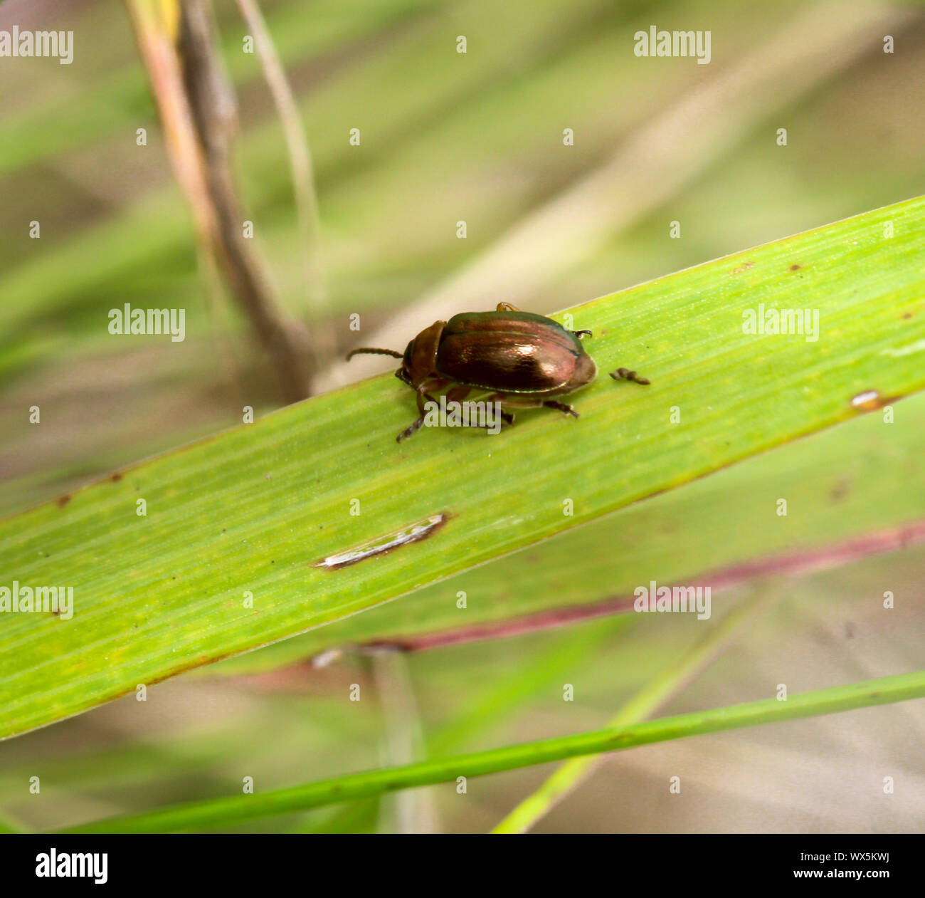 Beatle on a plant Stock Photo - Alamy