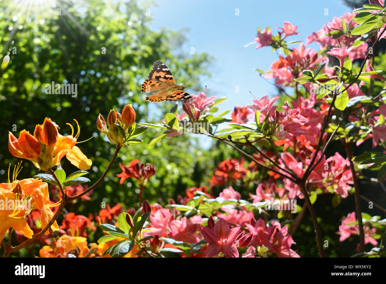 Butterfly in Garden Stock Photo - Alamy