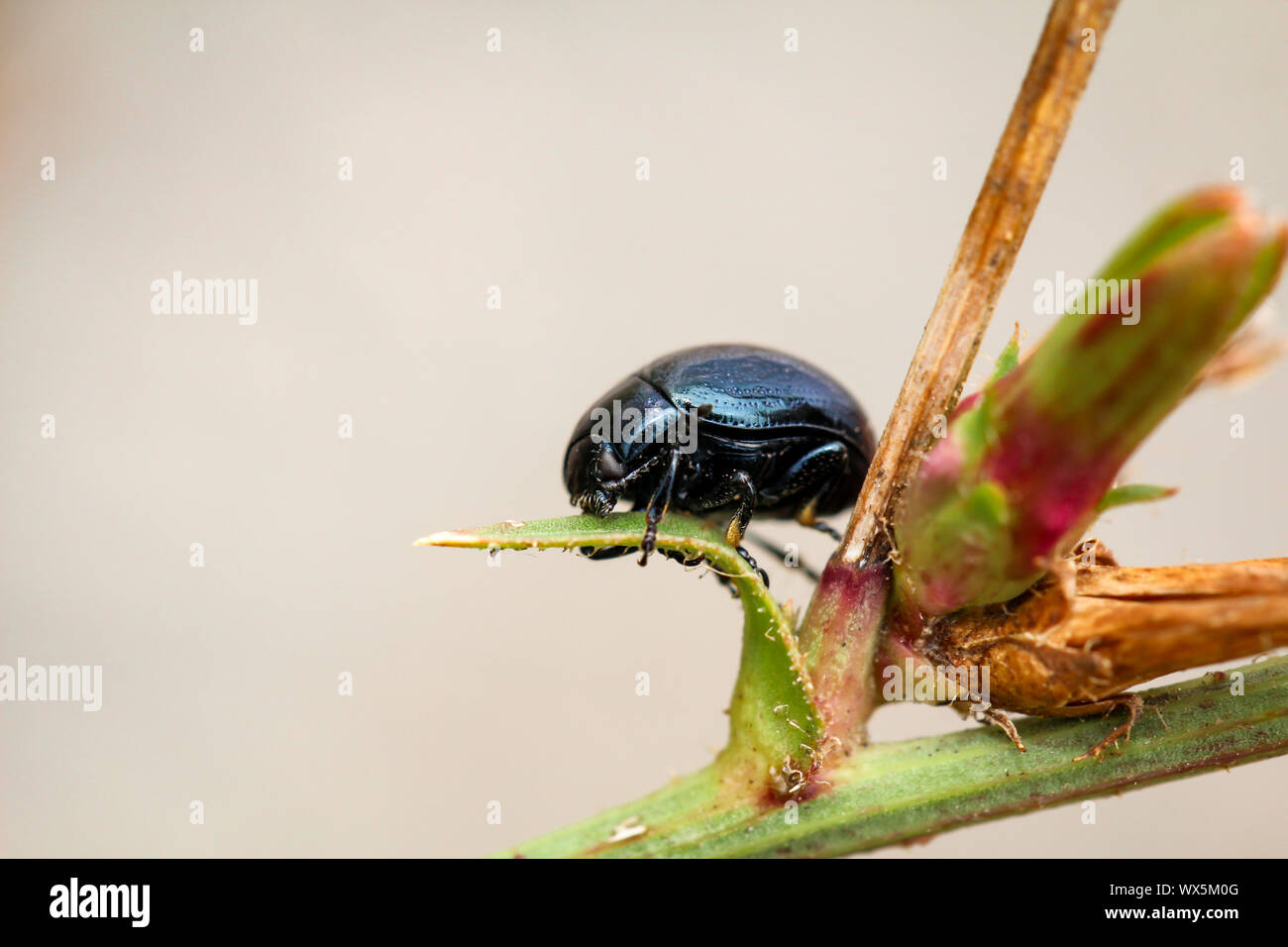 Beatle on a plant Stock Photo - Alamy