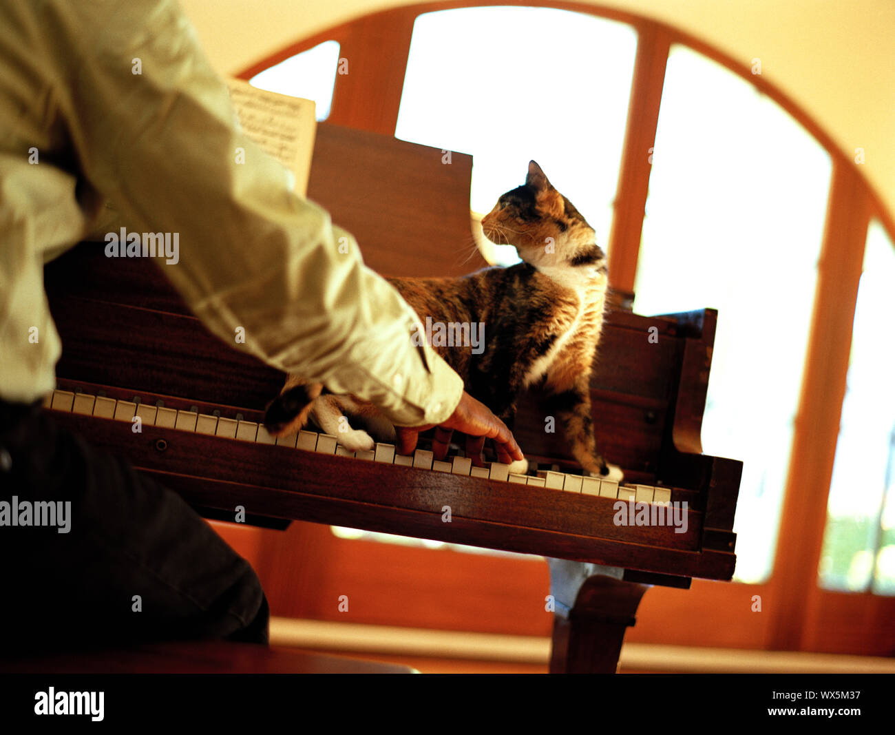 Cats playing instruments hi-res stock photography and images - Alamy