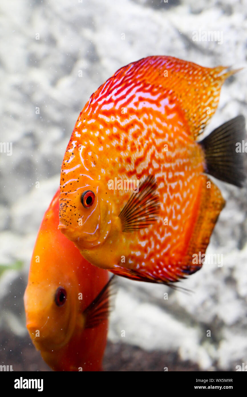 portrait of a discus fish Stock Photo - Alamy