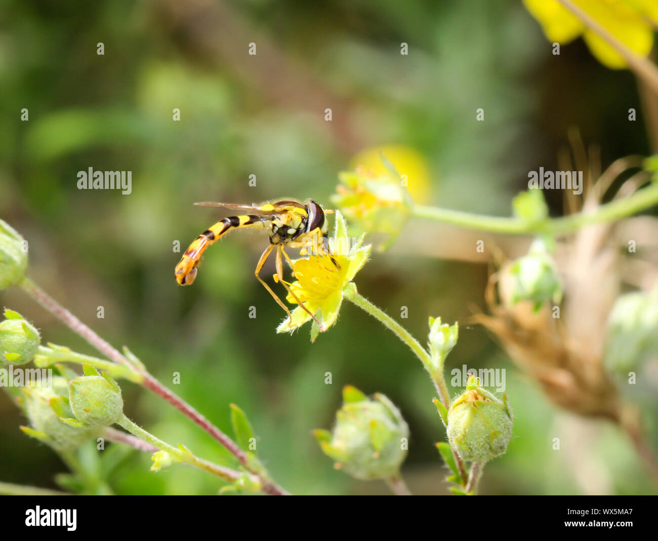 Insect, wasp on a plant Stock Photo - Alamy