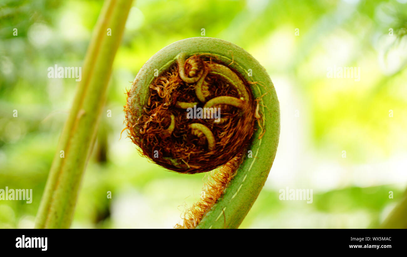 fern growing leaf spiral pattern Stock Photo - Alamy