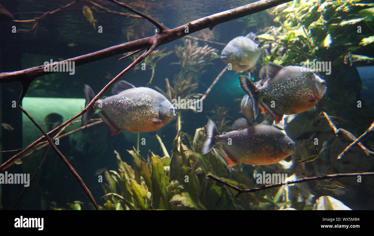 Piranhas fish teeth hi-res stock photography and images - Alamy