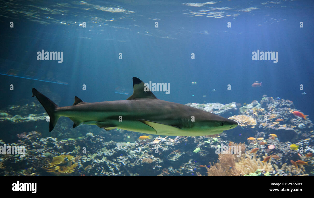 Reef species hi-res stock photography and images - Alamy