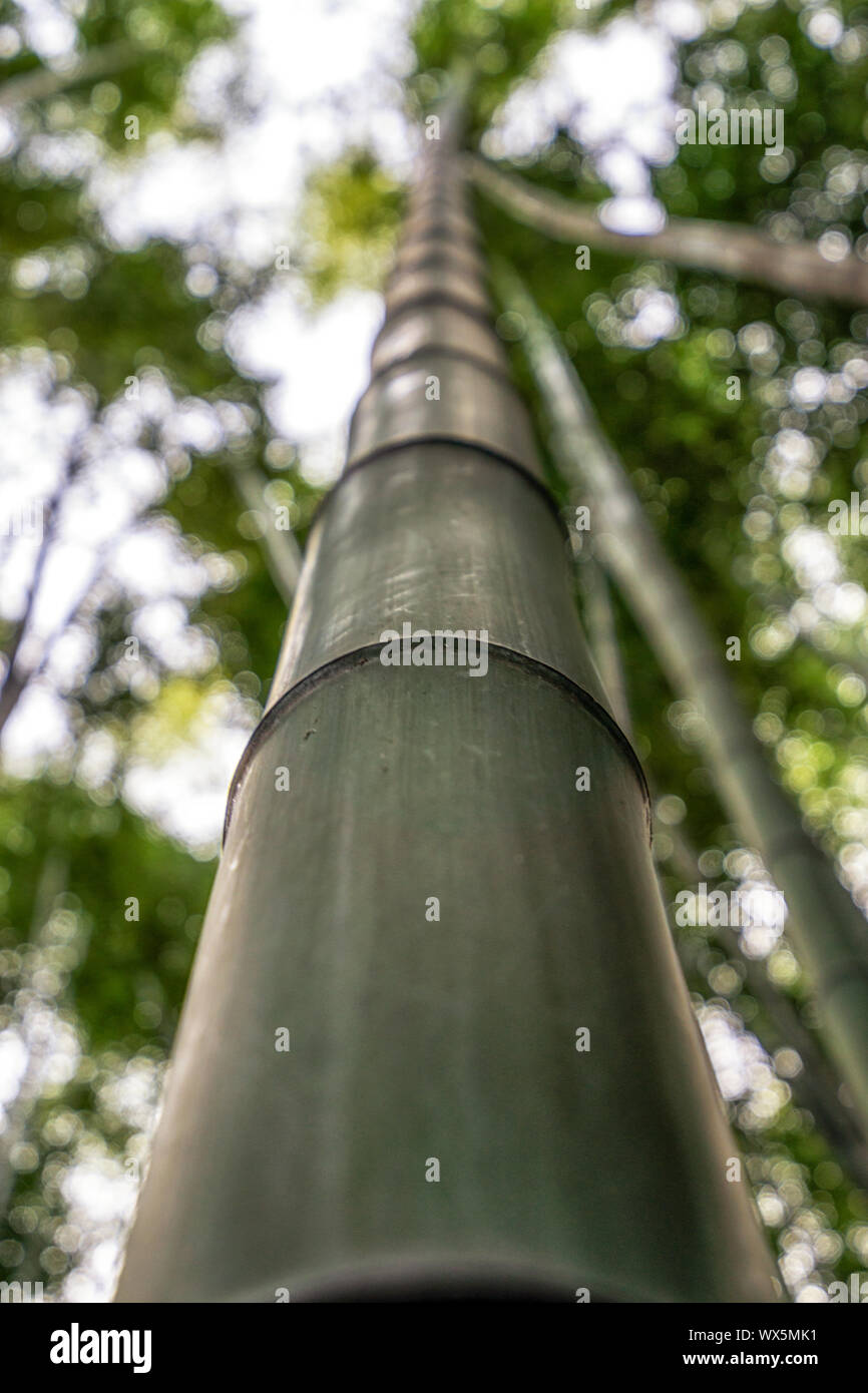 Taehwa river bamboo forest hi-res stock photography and images - Alamy