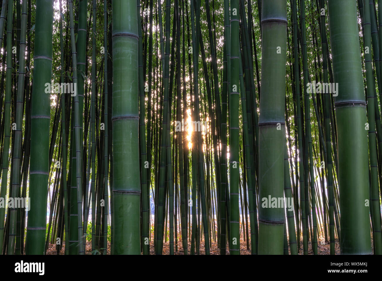 Bambusfeld hi-res stock photography and images - Alamy