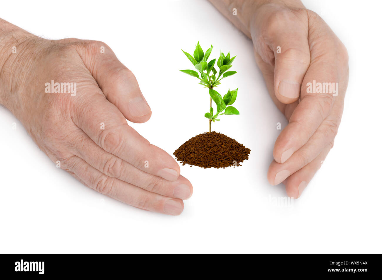 Hands and plant Stock Photo - Alamy