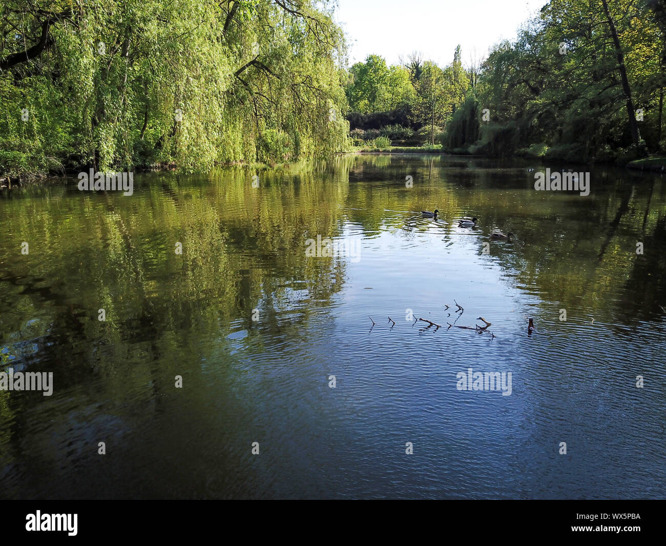 This is a view into a pond Stock Photo - Alamy
