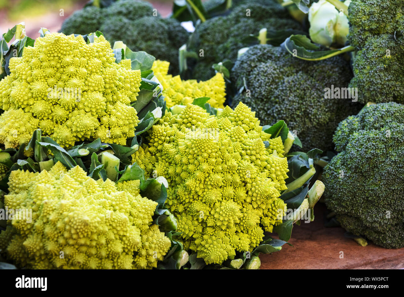 Fibonacci leaf hi-res stock photography and images - Alamy
