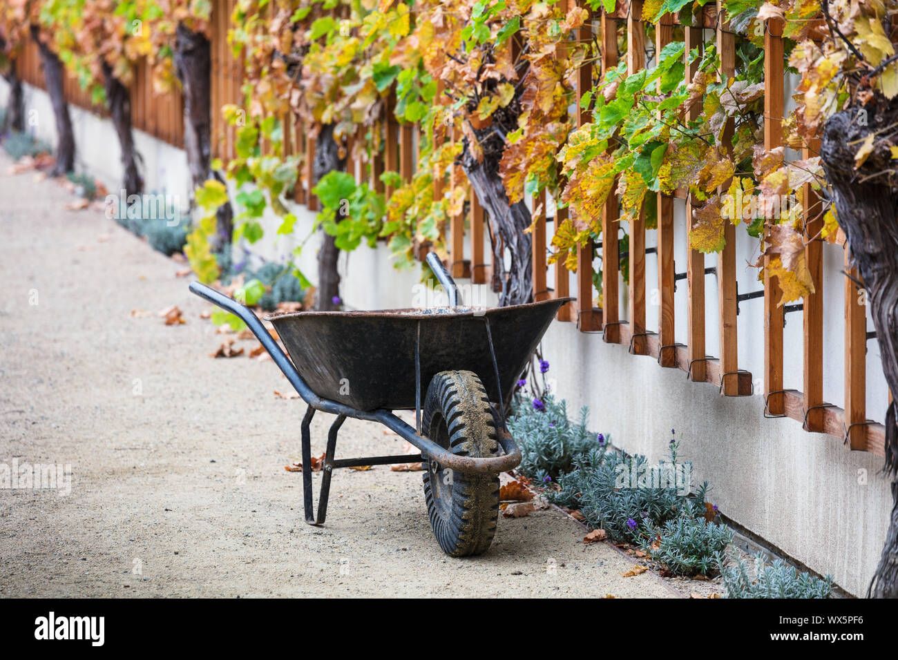 Plants barrow hi-res stock photography and images - Alamy