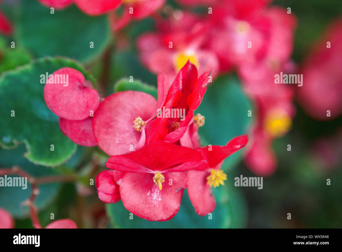 Busy Lizzie, red shiny flowers Stock Photo - Alamy