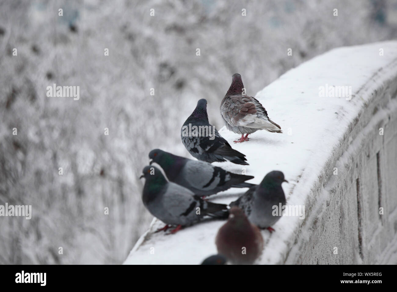 Couple pigeons isolated on hi-res stock photography and images - Alamy