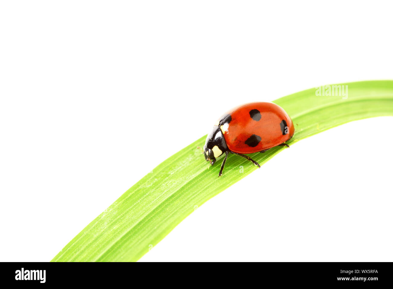 ladybug on green grass isolated white background Stock Photo - Alamy