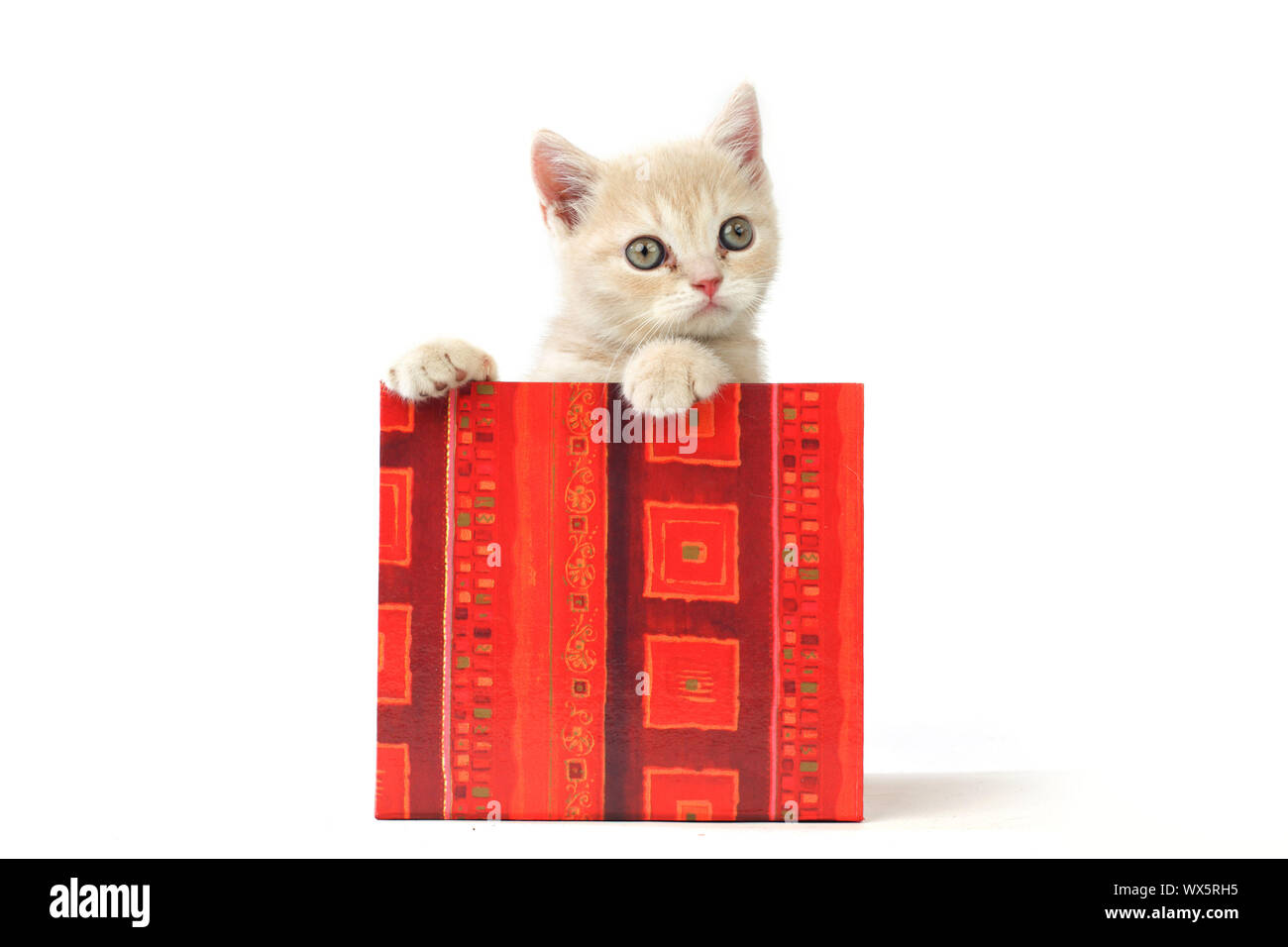 cat in gift box isolated on white background Stock Photo - Alamy