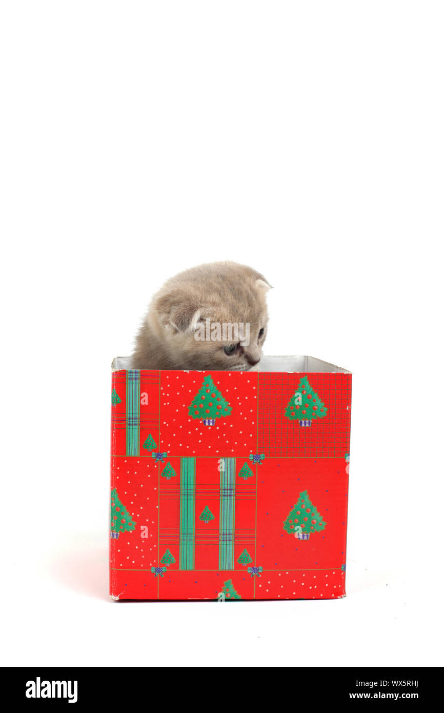 cat in gift box isolated on white background Stock Photo - Alamy