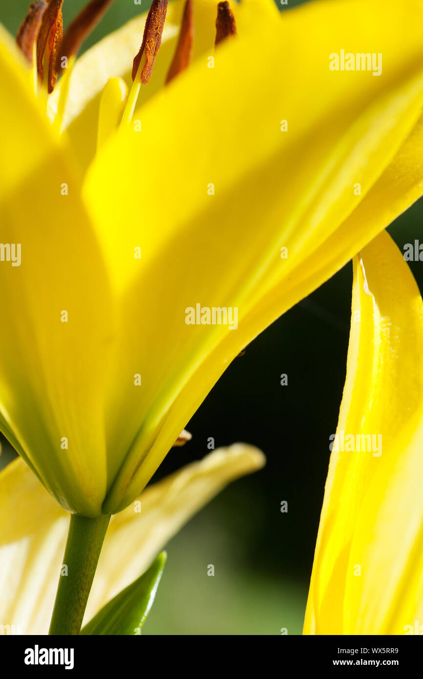Pair of elegant lilies hi-res stock photography and images - Alamy