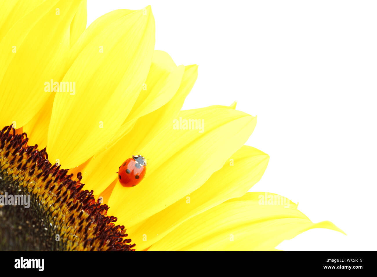 ladybug on sunflower isolated white background Stock Photo - Alamy