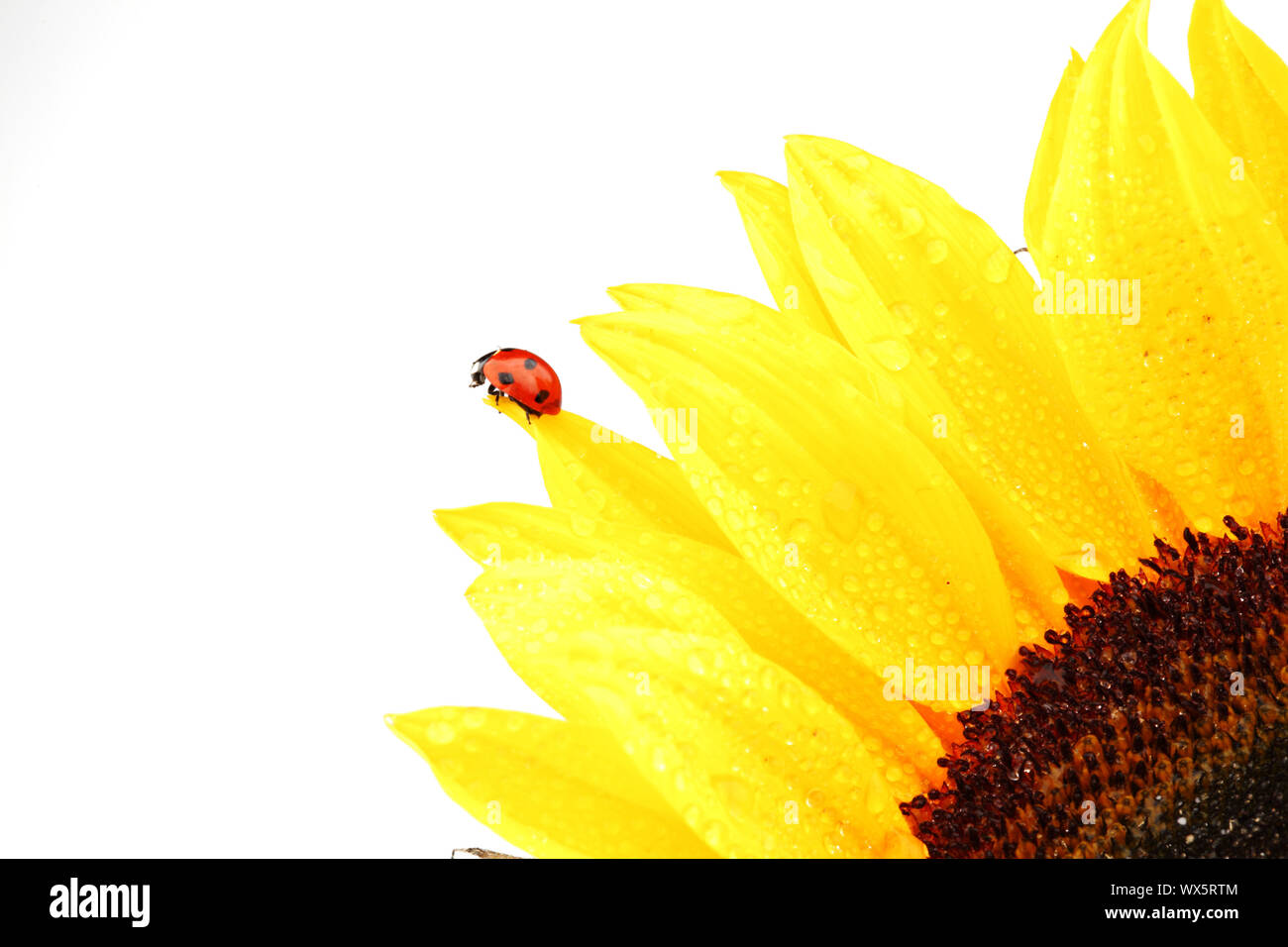 ladybug on sunflower isolated white background Stock Photo - Alamy