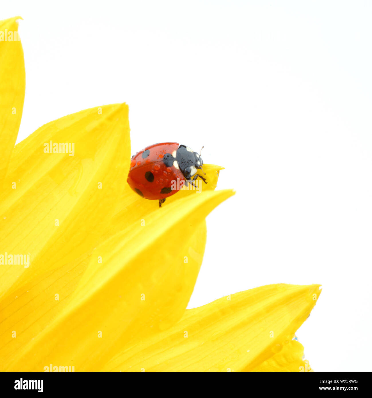 ladybug on sunflower isolated white background Stock Photo - Alamy