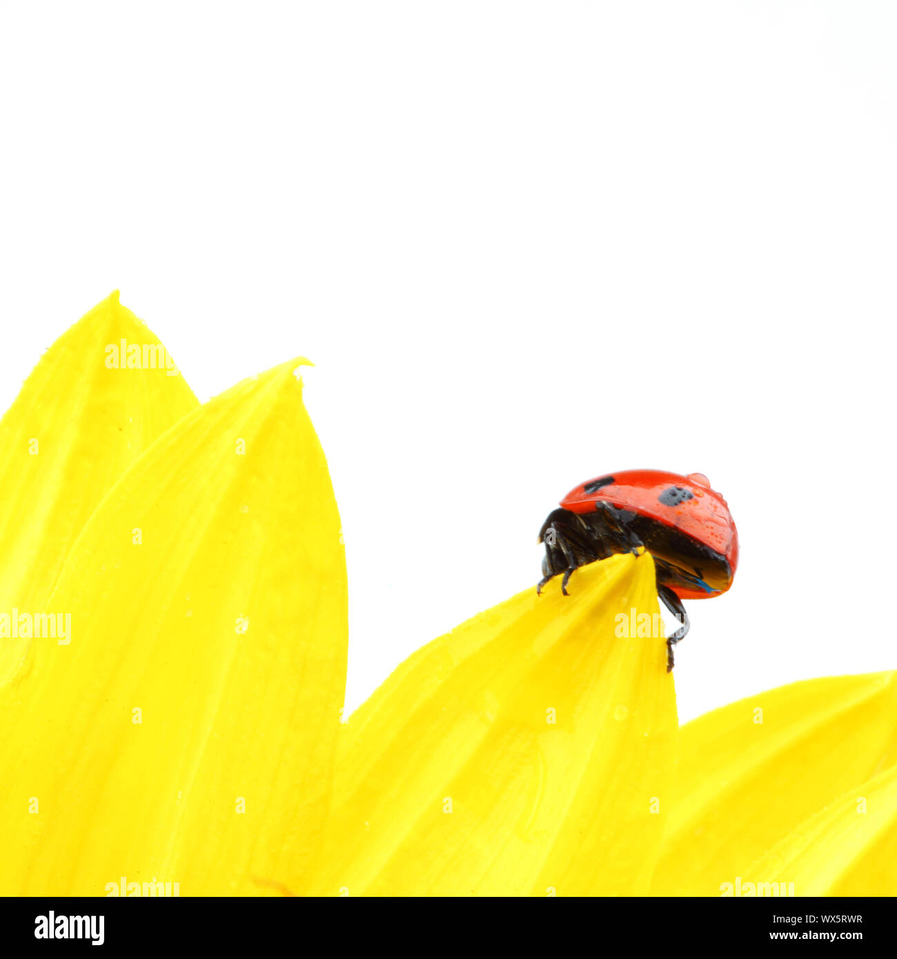 ladybug on sunflower isolated white background Stock Photo - Alamy