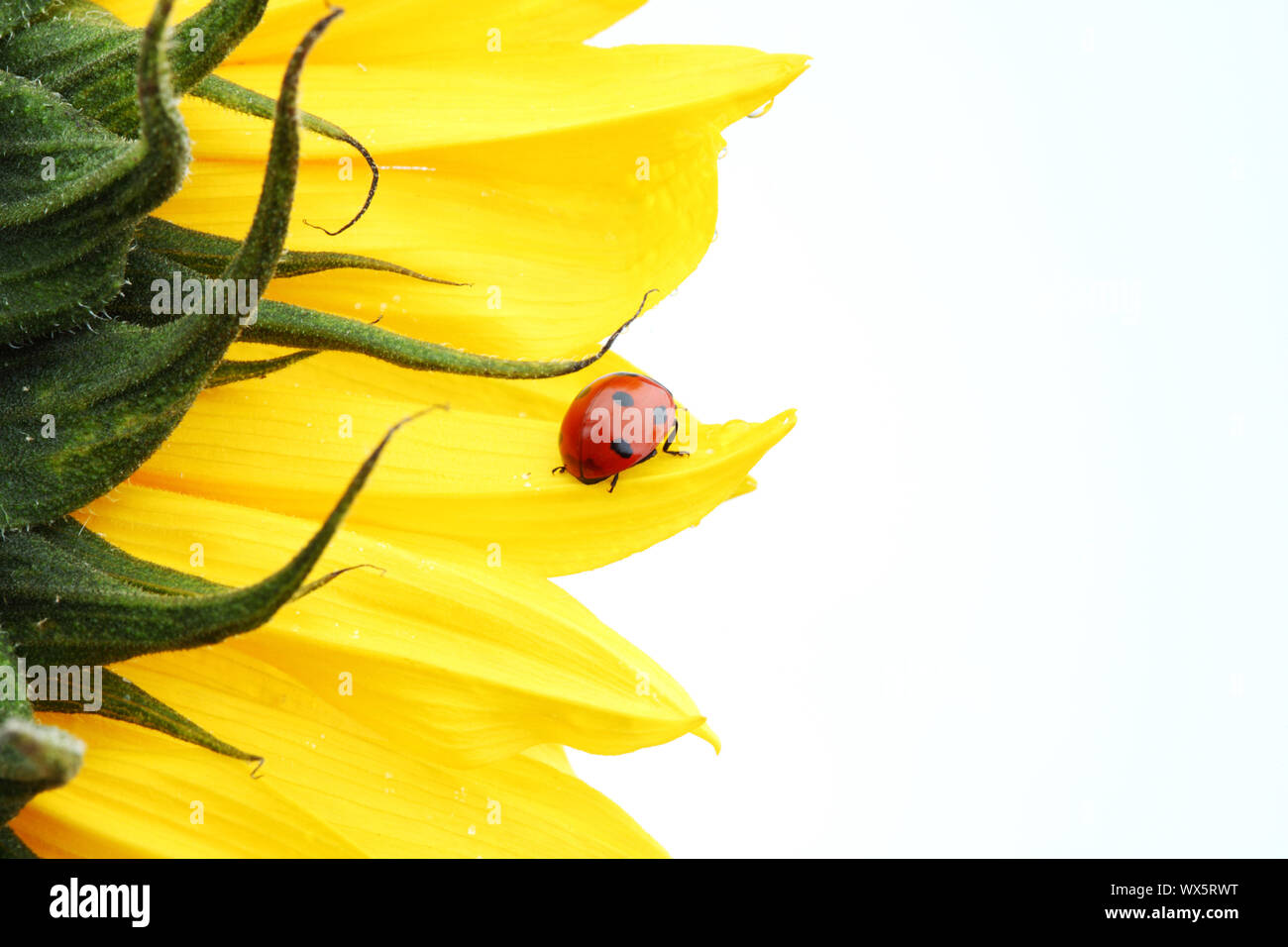 ladybug on sunflower isolated white background Stock Photo - Alamy