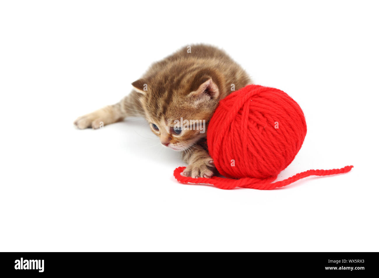 cat and red wool ball isolated on white Stock Photo - Alamy