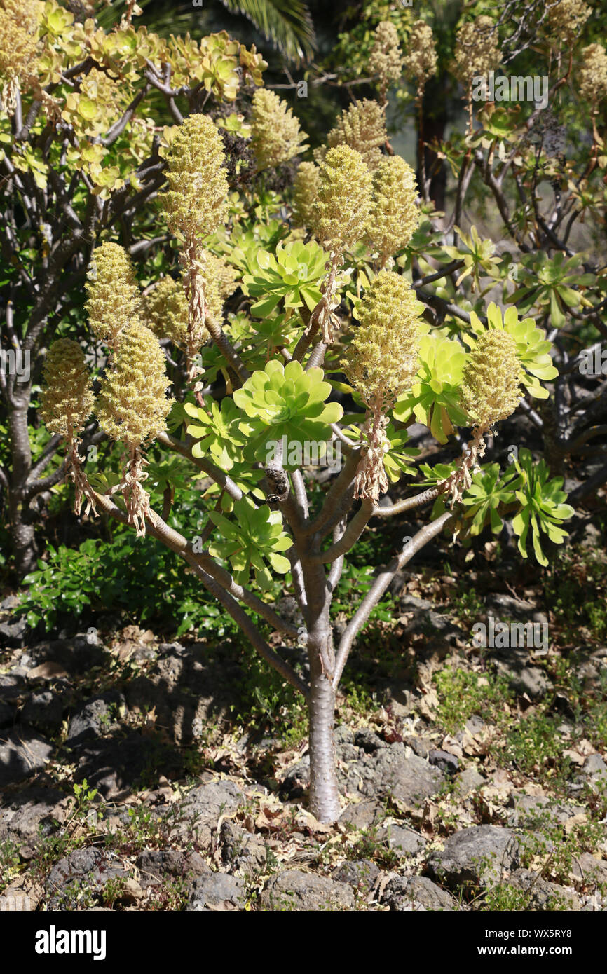 tree aeonium (Aeonium arboreum ssp. holochrysum), endemic to the Canary ...