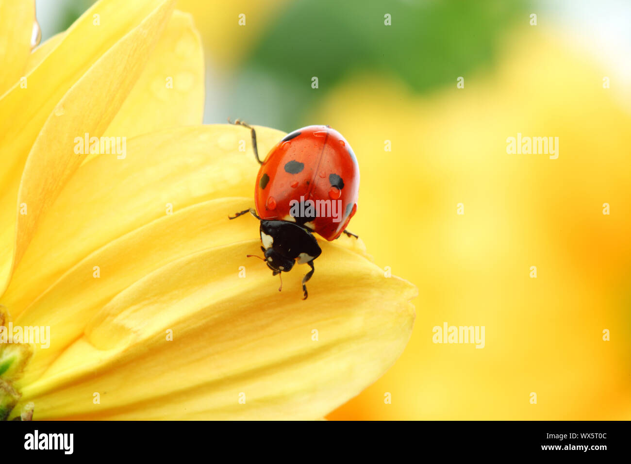 ladybug on yellow flower isolated white background Stock Photo - Alamy