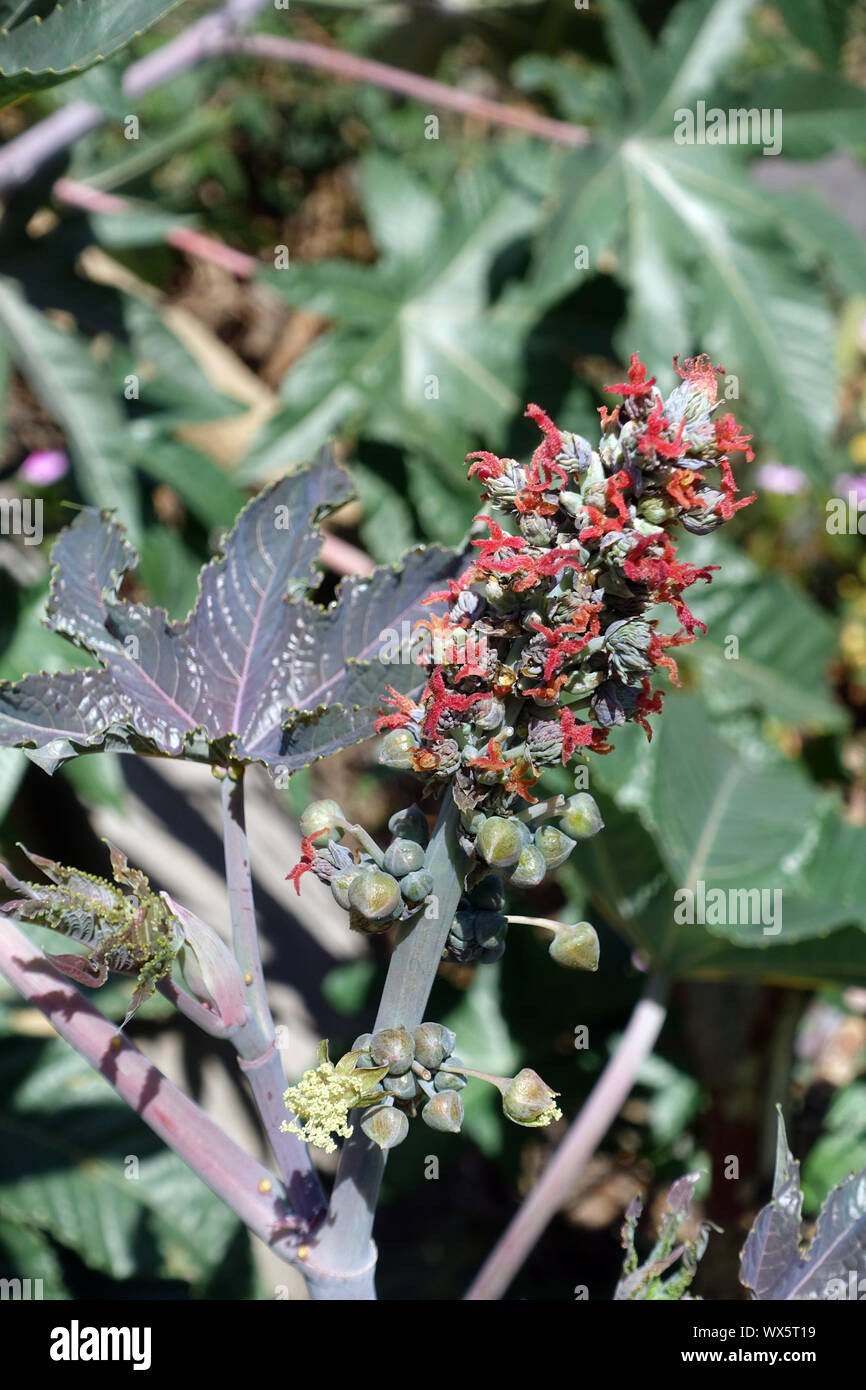 castor bean or castor oil plant (Ricinus communis), Inflorescence with ...