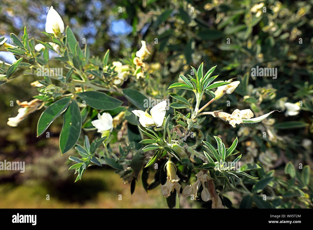 Lucerne cytisus hi-res stock photography and images - Alamy