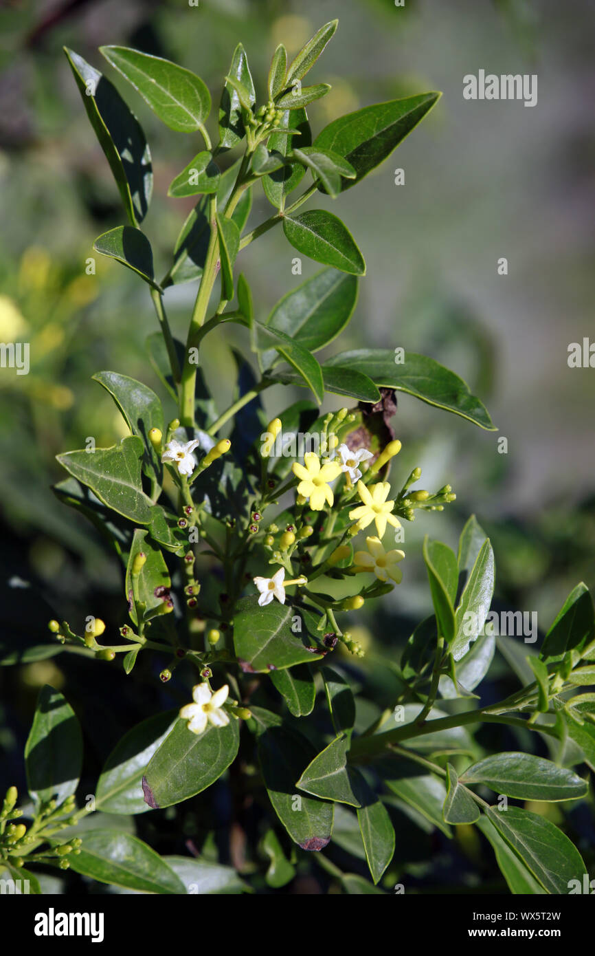 fragrant Jasmine Jasminum fruticans, endemic to the Canary Islands and ...