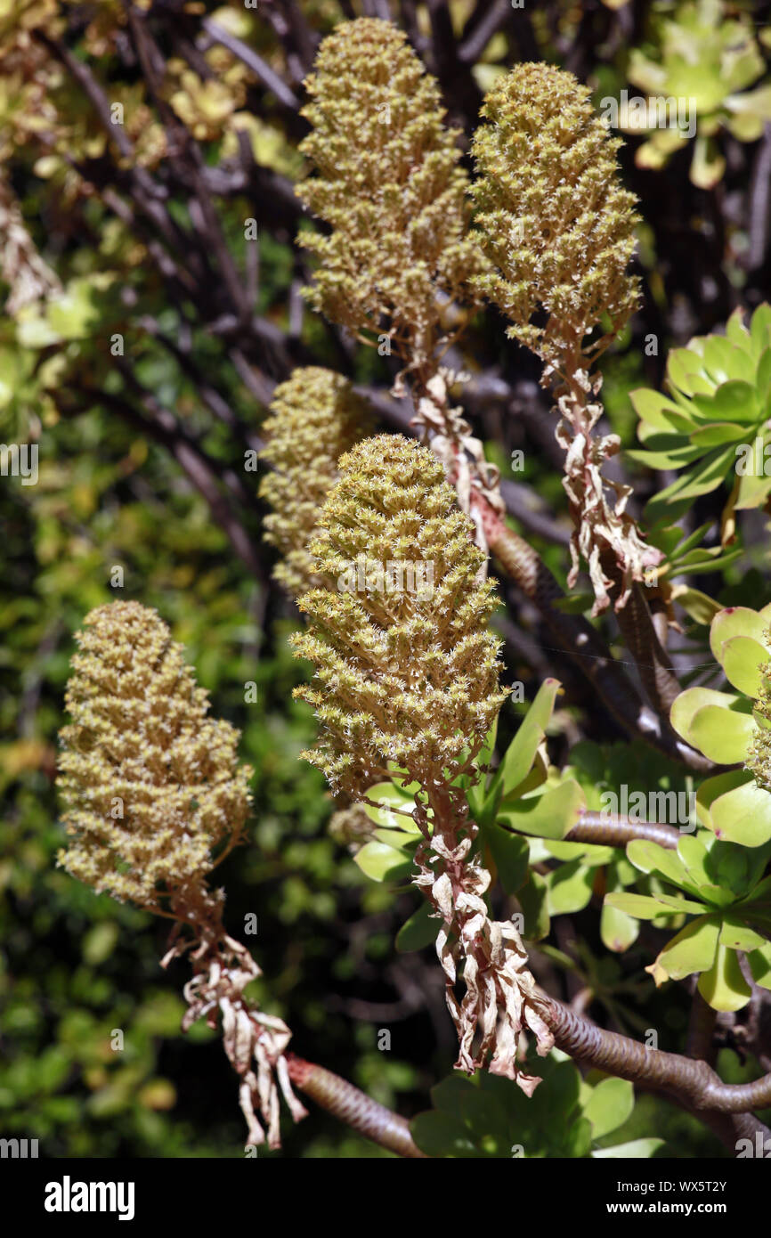 tree aeonium (Aeonium arboreum ssp. holochrysum), endemic to the Canary ...
