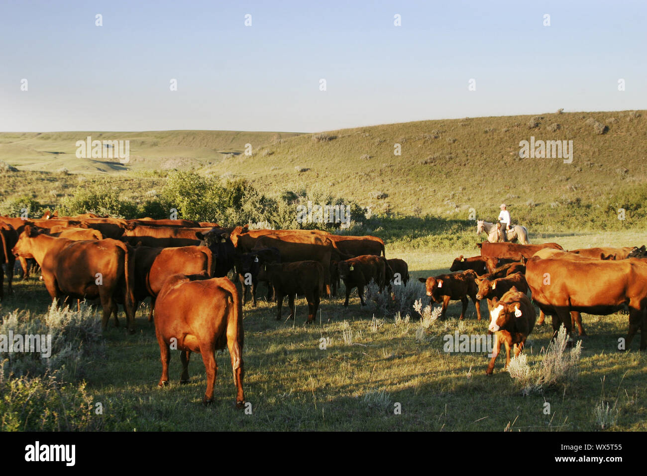 Cattle Round Up Stock Photo - Alamy