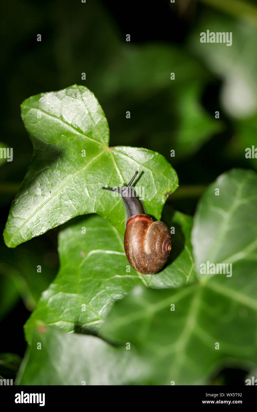 Flying snail hi-res stock photography and images - Alamy