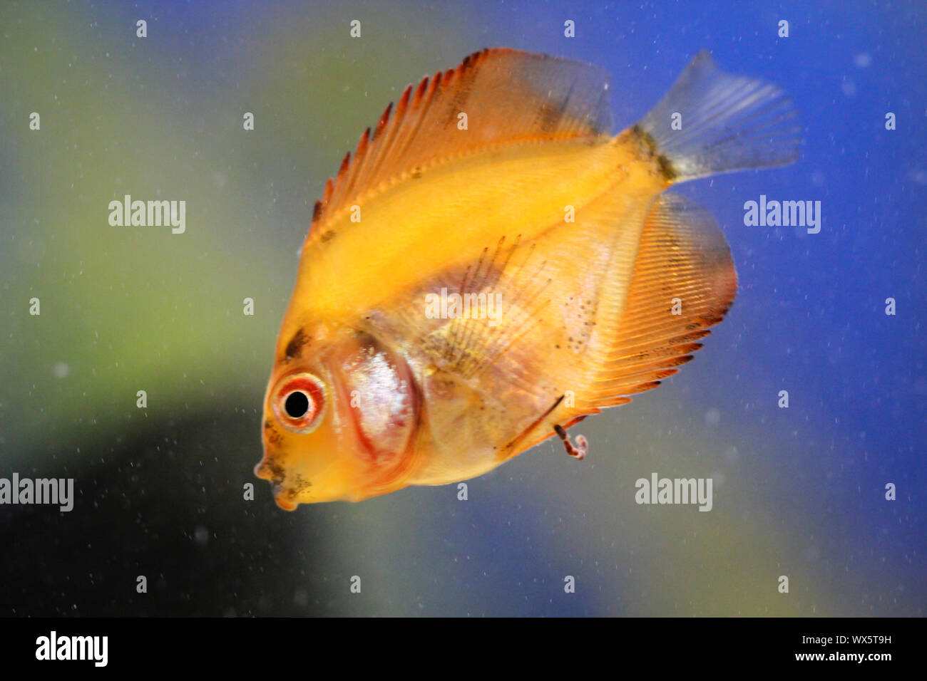 Portrait of a discus fish baby Stock Photo - Alamy