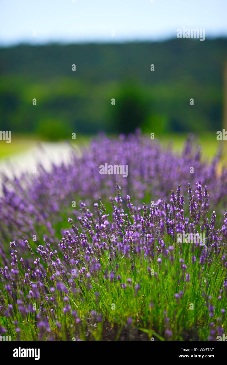 Lavender flowers close up Stock Photo - Alamy
